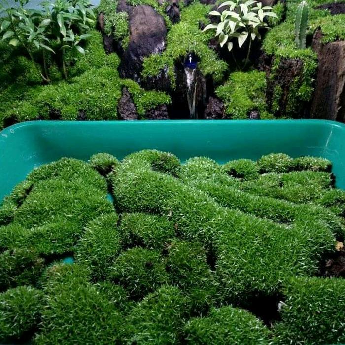 Jual Moss mutiara moss darat paludarium porsi nampan 21x16 - Kab ...