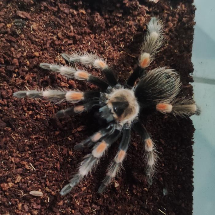 Jual hybrid tarantula brachypelma auratum x boehmei - Kota Palembang ...