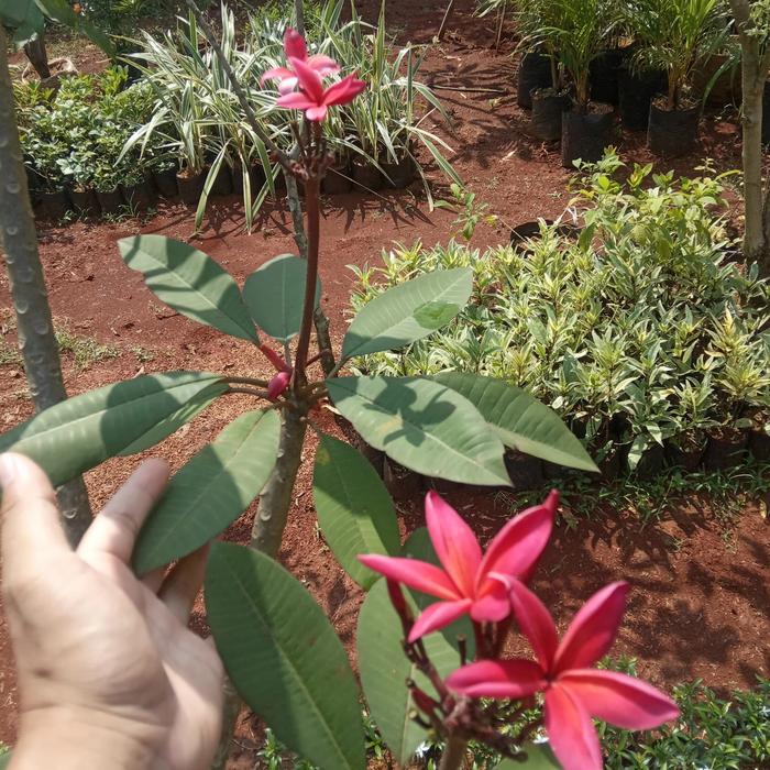 Jual pohon Kamboja merah fanta tinggi 1meter - Kota Depok - Tanaman ...