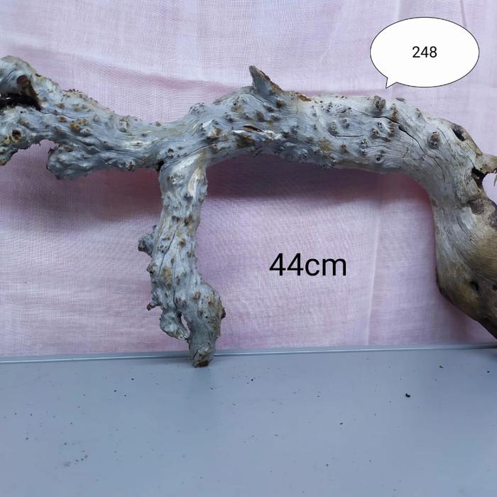 Jual Kayu Santigi Laut atau Sentigi Karang Tenggelam Aquarium - Kab ...