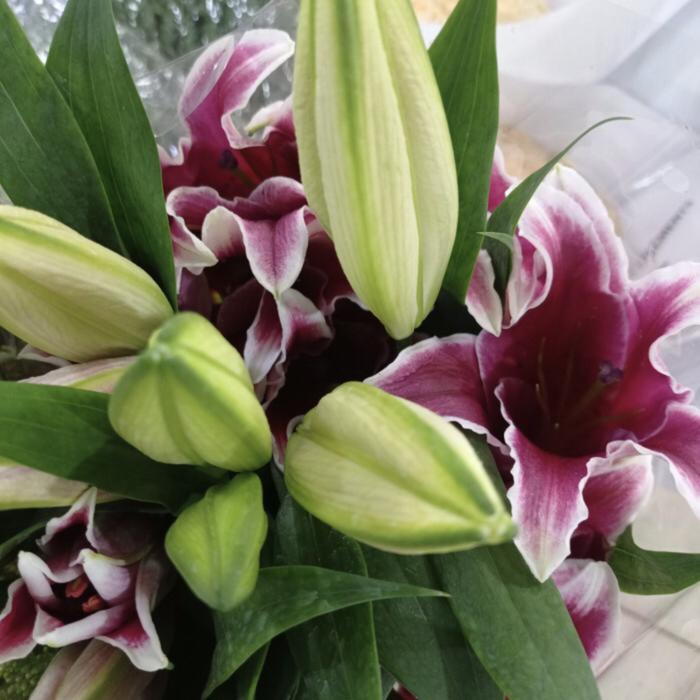 Jual Bunga Lily Casblanca Pertangkai Asli Fresh Flower - Jakarta Pusat ...
