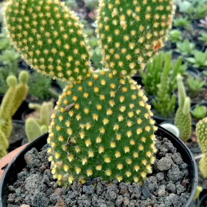 Jual kaktus mickey mouse mini - Kab. Bandung Barat ...