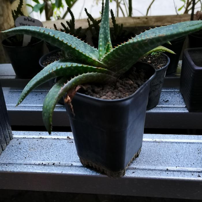 Aloe Saponaria Hybrid