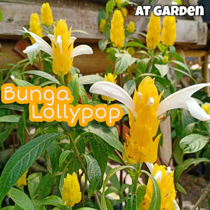 Jual bunga lolipop tanaman hias - Kab. Bekasi - AT Marine & Garden ...