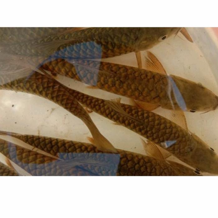 Jual ikan dewa mahseer size 20-23cm - Kab. Pemalang - DJOE FISH | Tokopedia