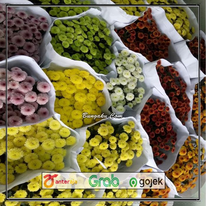 Jual bunga calimero asli segar - Jakarta Selatan - BUNGAKU.COM | Tokopedia