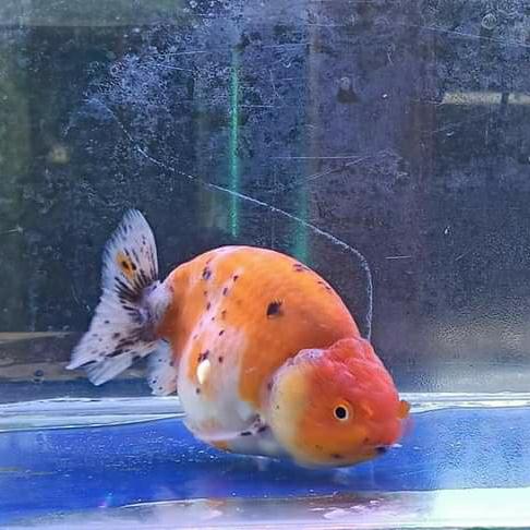 Jual Rancu calico / ikan mas koki rancu calico - Kota Tangerang Selatan ...
