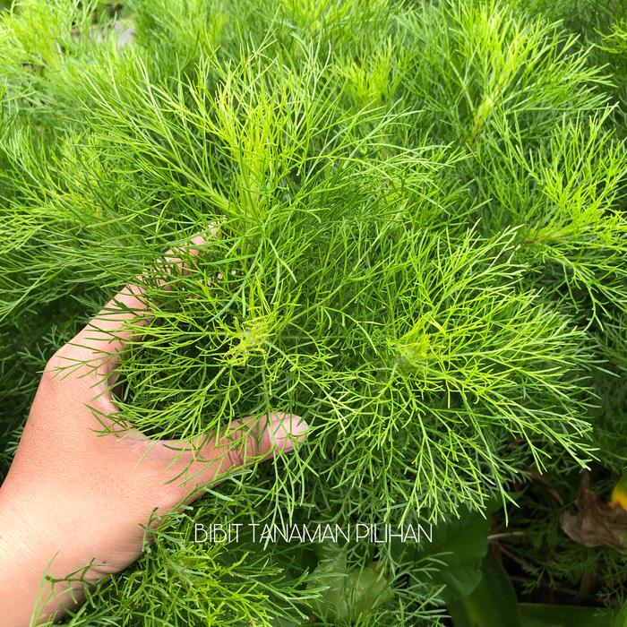 Jual BIBIT TANAMAN ADAS PULOSARI MANIS HERBAL DILL ELEGANT FEATHER ...