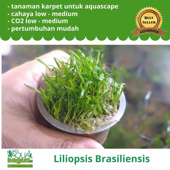 Jual Liliopsis Brasiliensis / Lilaeopsis brasiliensis - Tanaman ...
