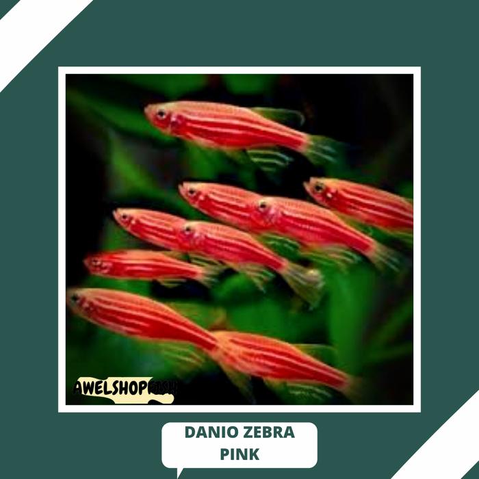 Ikan Pink Zebra