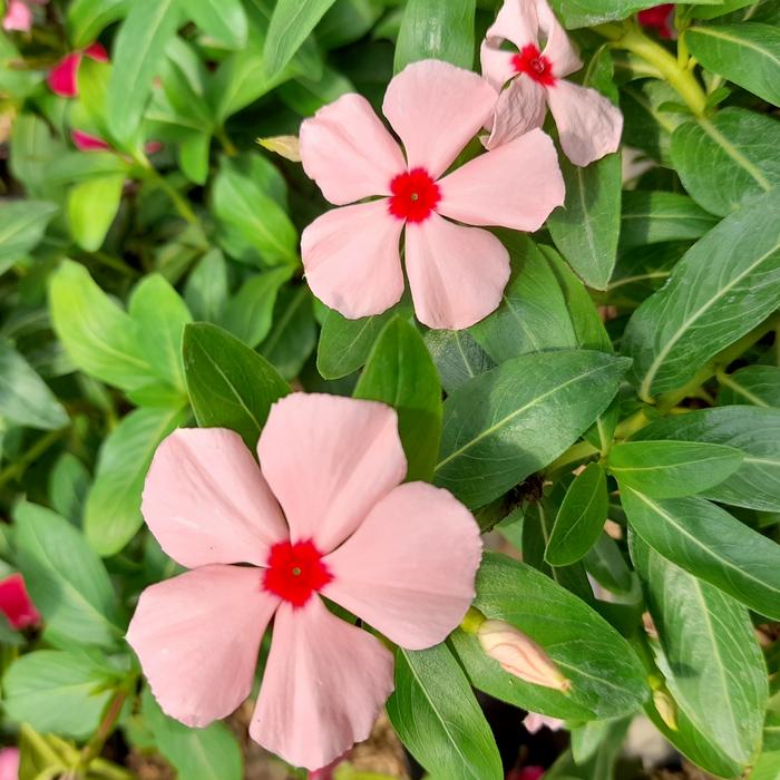 Jual Tanaman Bunga Vinca Tegak / Vinca Gantung - Merah Muda - Kota Batu ...