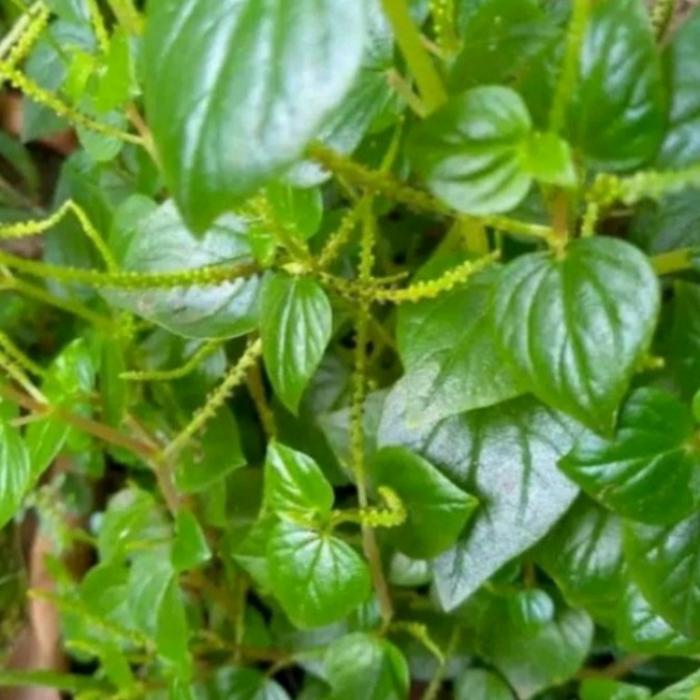 Jual Daun Suruhan/Daun Sereh Cina/Daun Cecer kempes segar Herbal Per ...