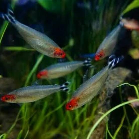 Jual ikan hias rednose rummy aquascape - Kota Depok - Family Tetra ...