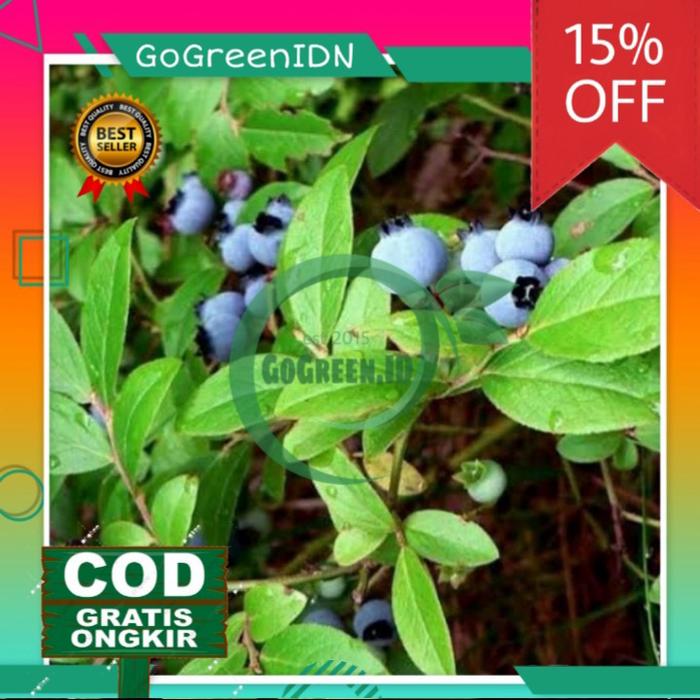 Promo Bibit Tanaman Blueberry | Jamfruit - Kota Bekasi - GoGreenIdn ...