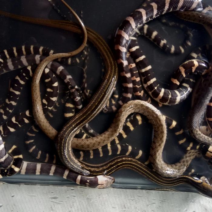 Jual ular kadut & water tiger - Kota Surabaya - Reptile Surabaya Janc0k ...