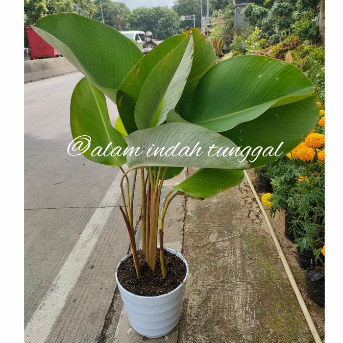 Jual tanaman calathea pisang lutea / pisang pisangan + pot putih ...