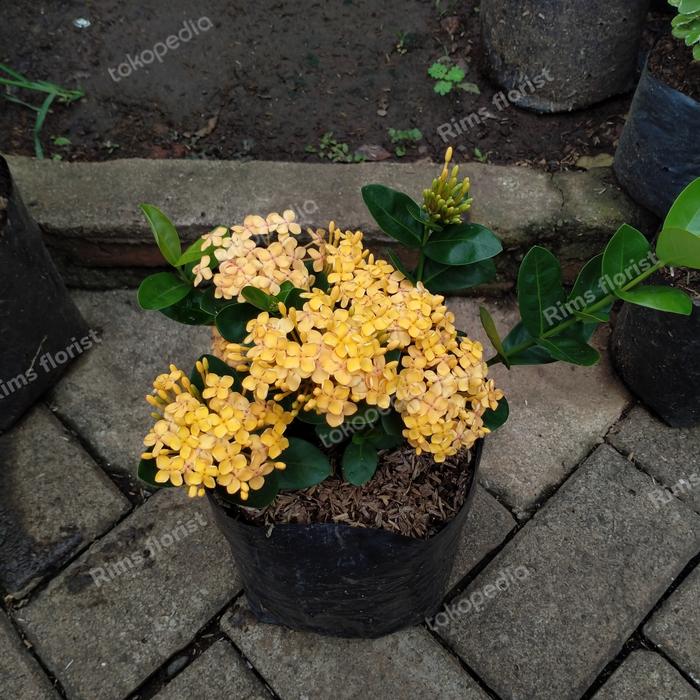 Jual tanaman hias asoka mini daun lebar bunga kuning/soka hawai mini ...