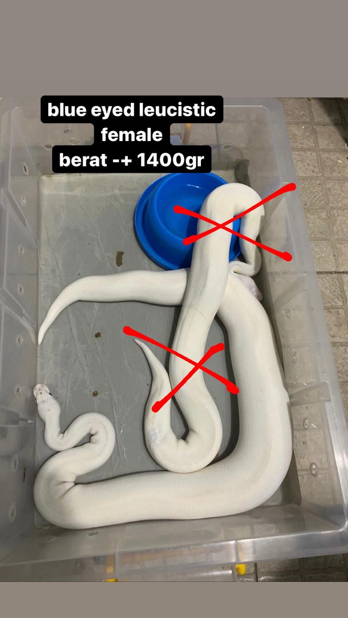 Jual ball python lucy indukan/ ball phyton indukan lucy blue eyed ...