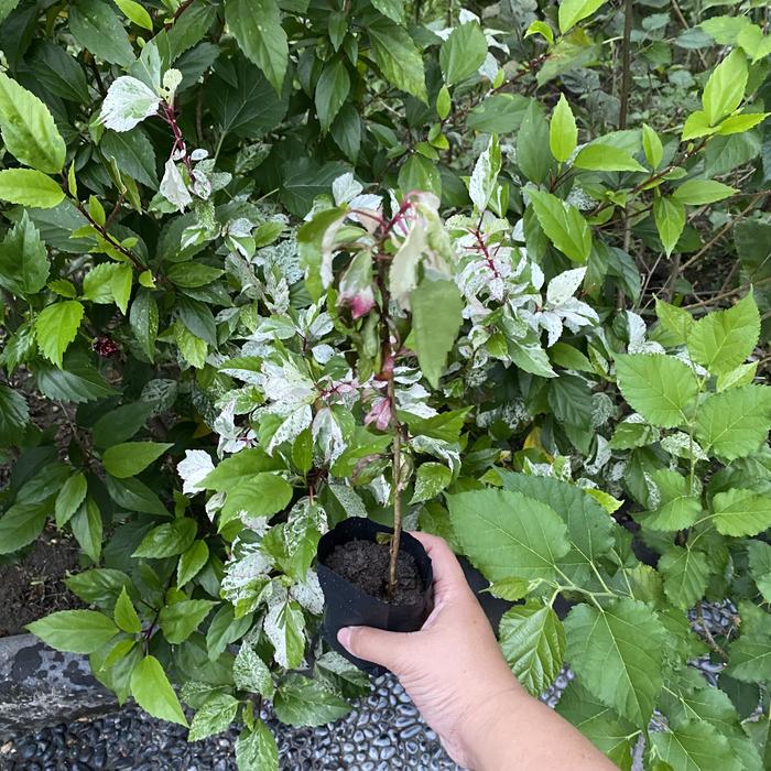 Jual bibit tanaman bunga sepatu varigata - Kota Surabaya - petsofeugene ...