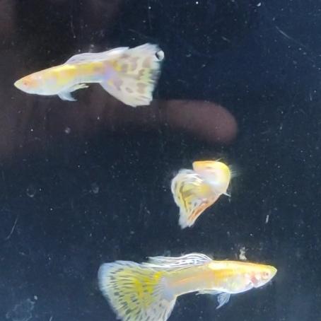 Jual ikan guppy sepasang Albino Yelow Cobra - Kab. Sidoarjo - Betta Guppy juwingan | Tokopedia