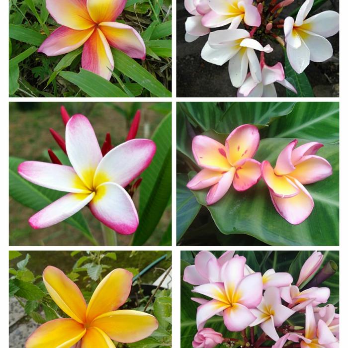 Jual Bibit Stek Batang Kamboja Plumeria Paket Hemat PJ09 - Kota ...