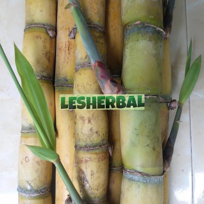 Jual bibit tebu kuning asli 1kg - Kab. Bandung Barat - WAN PROJECT30 ...