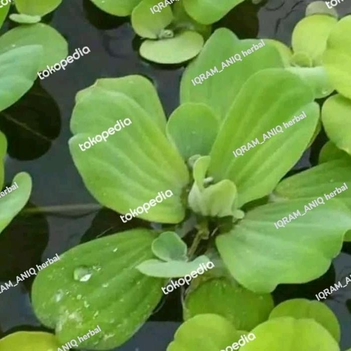 Jual 1kg tanaman air apu apu/tanaman apung apung/hiasan kolam aquascape ...