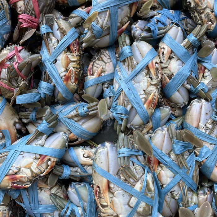 Jual KEPITING HIDUP BIBIT 1KG - Kota Surabaya - ceceputrisiregar ...