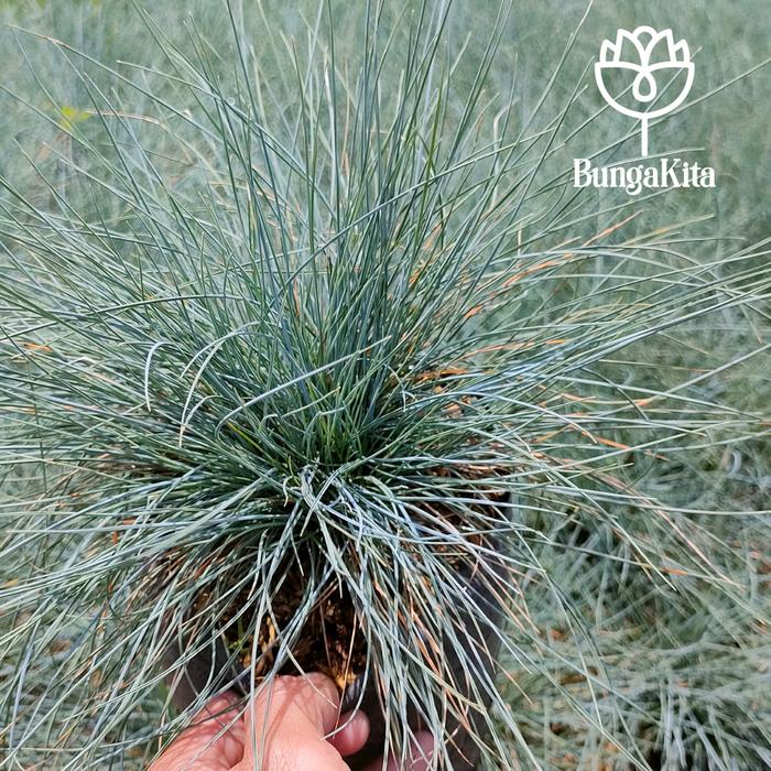 Jual TANAMAN HIAS RUMPUT BIRU - Kab. Bandung Barat - BungaKita Bandung ...