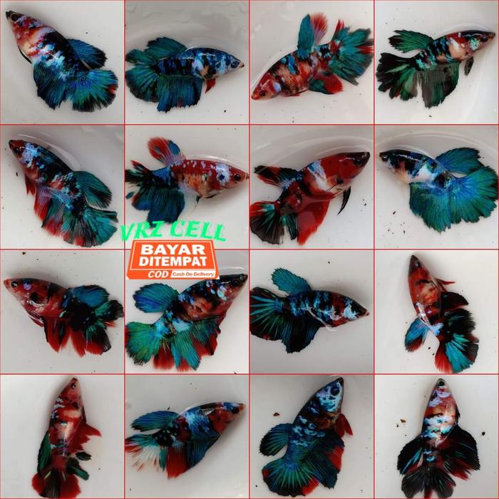 Jual Ikan Cupang Halfmoon Multi Colour Warna Hias Halfmon Koi Galaxy ...
