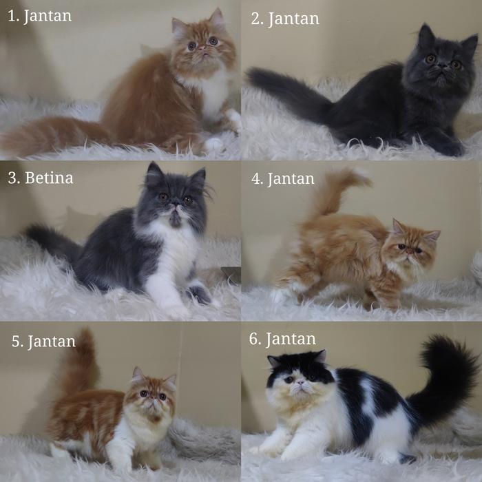 Jual kucing kitten persia peaknose long hair - Kota Bekasi - SHAM PETS ...