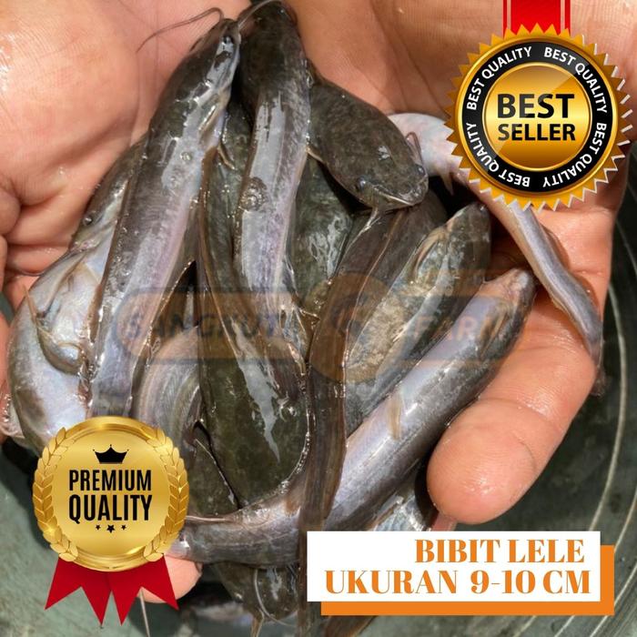 Jual Bibit Benih Lele Murah Ukuran 9-10. GRATIS !! Panduan Budidaya ...