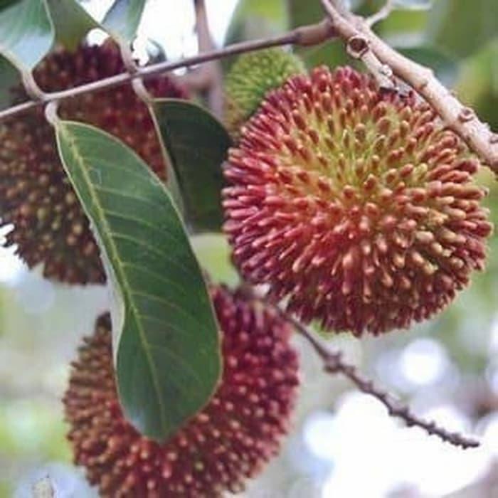 Pohon Rambutan Rapiah