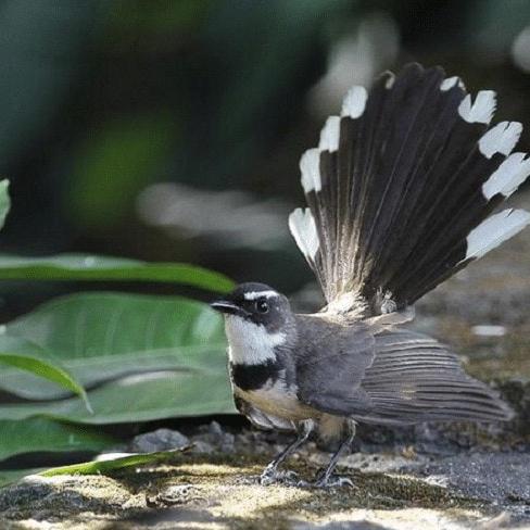 Jual burung sikatan kipasan - Jakarta Timur - riashop-2 | Tokopedia