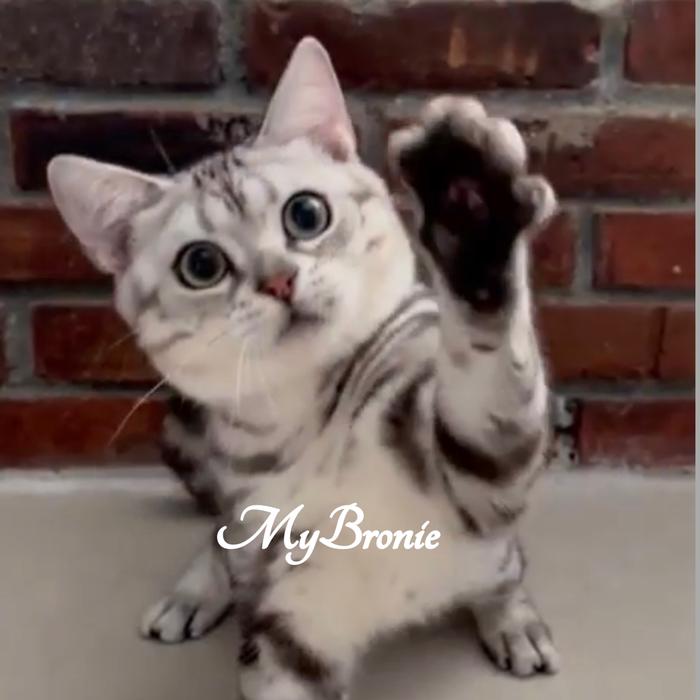 Jual Kucing american shorthair ped CFA jantan (ASH) - Kota Bandung ...