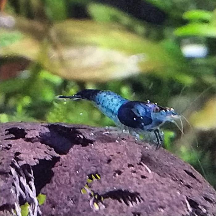 Jual blue carbon rili shrimp aquascape - Kota Bogor - Arm aquatic ...