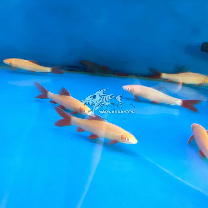 Jual IKAN HIAS REDFIN SHARK ALBINO TANKMATE IKAN - Jakarta Barat - Mars ...