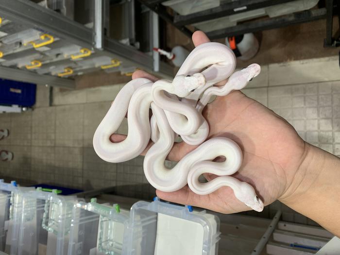 Jual ball python putih/ ball phyton lucy / ball python lucy - Kab ...