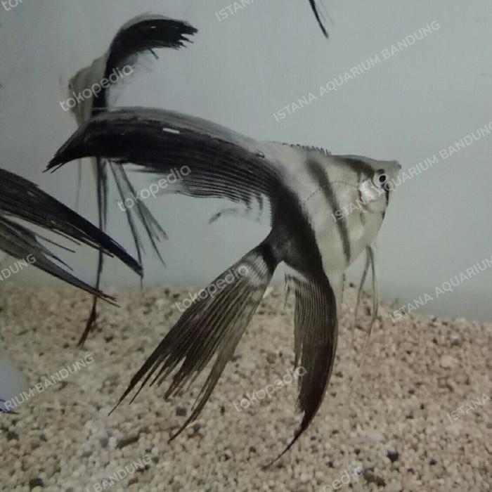 Jual ikan manfish black white slayer - Kota Bandung - ISTANA AQUARIUM ...