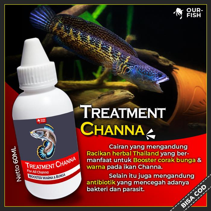 Jual Treatment Ikan Channa Auranti Andrao Stewarti Limbata Maru Barca ...