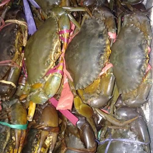 Jual kepiting Frozen 1kg - Jakarta Barat - sumber ikan fresh | Tokopedia