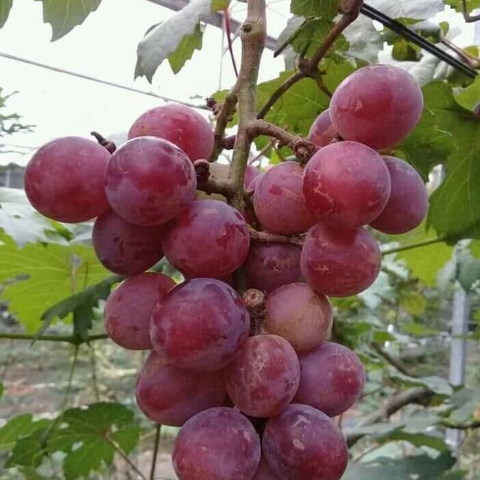 Jual Bibit anggur import everest hasil stek batang - Kab. Nganjuk ...