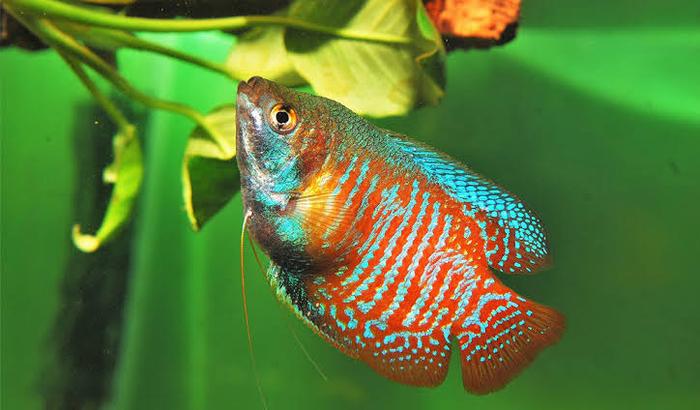 Jual Dwarf Gourami / Sepat Ralis - Ikan Hias Aquascape - Jakarta Timur ...