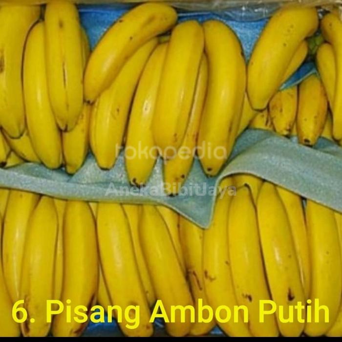 Jual bibit buah pisang Ambon putih unggul - Kota Bekasi ...