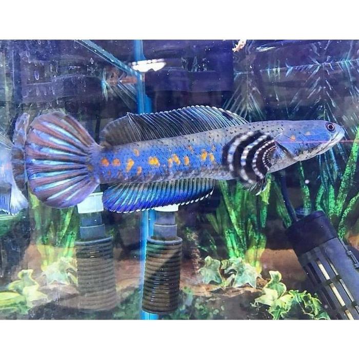 Jual ikan chana blue pulchra calon gondrong galak size 3-5 cm - Jakarta ...