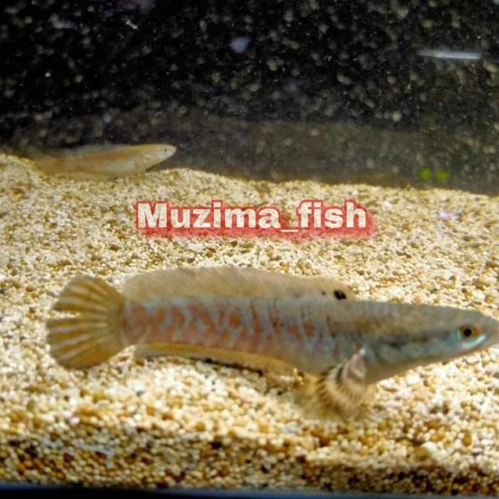 Jual chana red strip pulcra all size / bukan blue pulchra real (rare item , - Jakarta Selatan ...