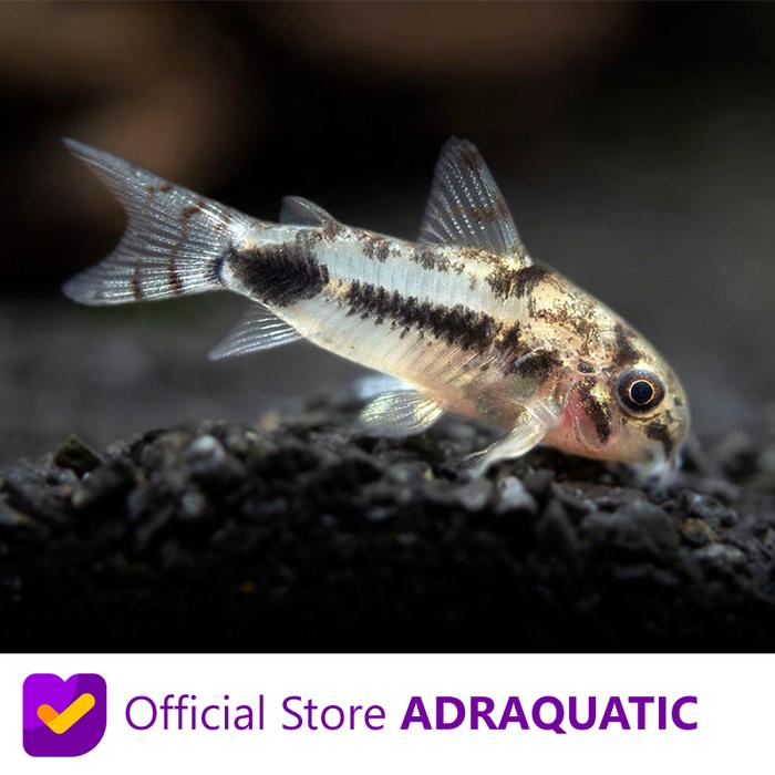 Jual IKAN HIAS CORYDORAS PYGMY PYGMAEUS CORY CATFISH AIR TAWAR - Kota ...