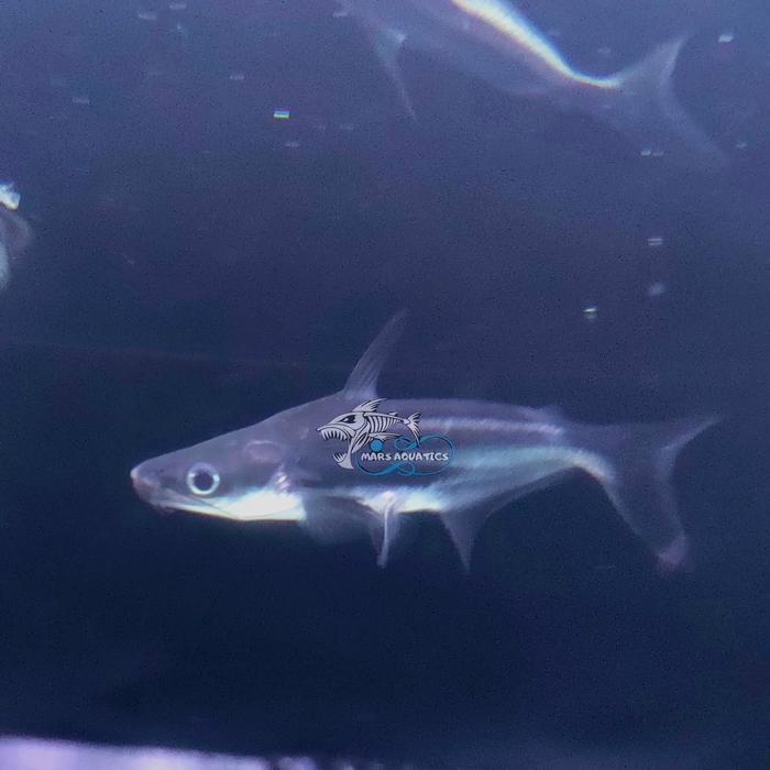 Jual IKAN HIAS PATIN HITAM - Jakarta Barat - Mars Aquatic Official ...