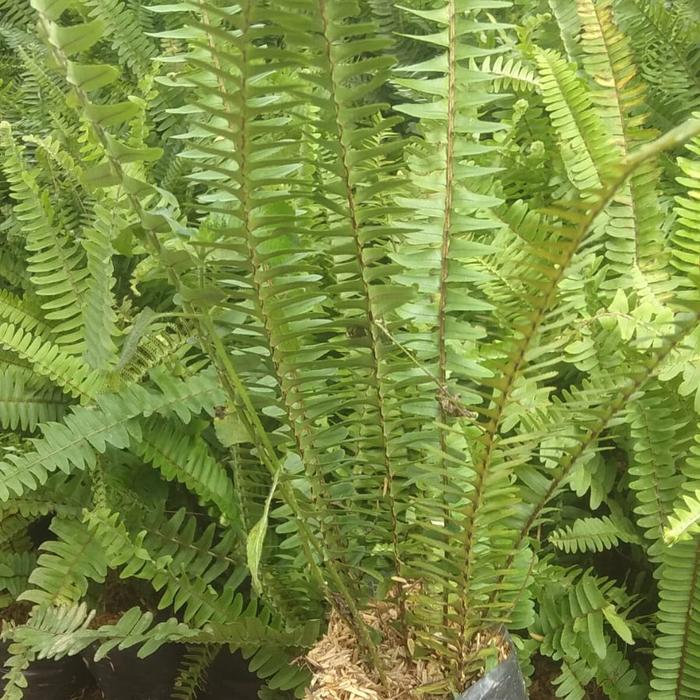 Jual Tanaman pakis untuk vertical garden - Kota Depok - Asri flora ...