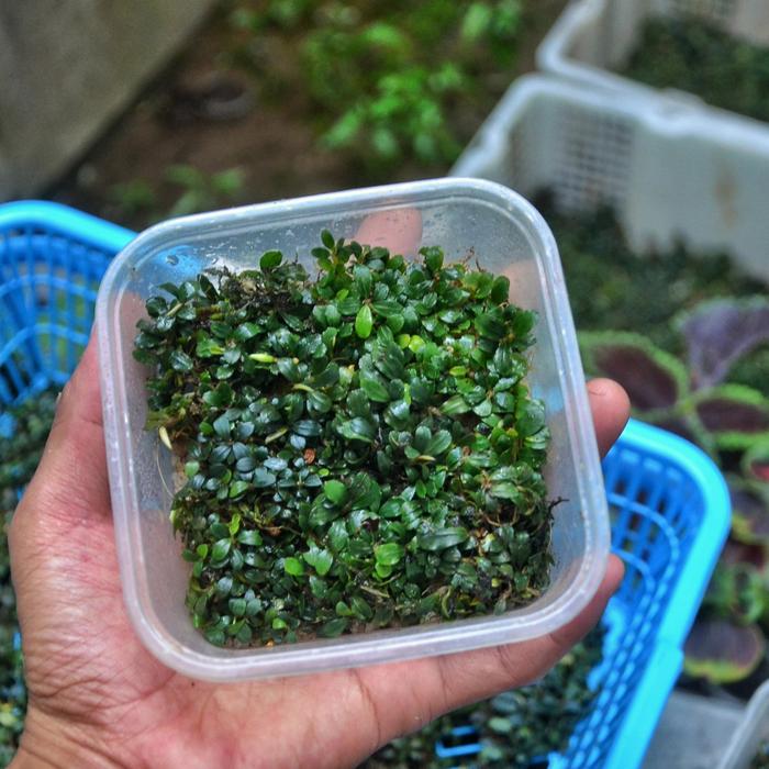 Jual bucephalandra super mini coin aquascape - Kota Batam - aquafantasy ...